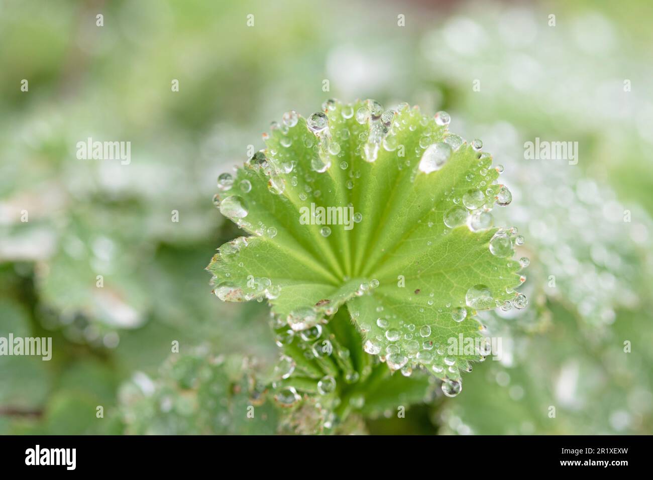 Water droplets on a leave early spring morning Stock Photo - Alamy