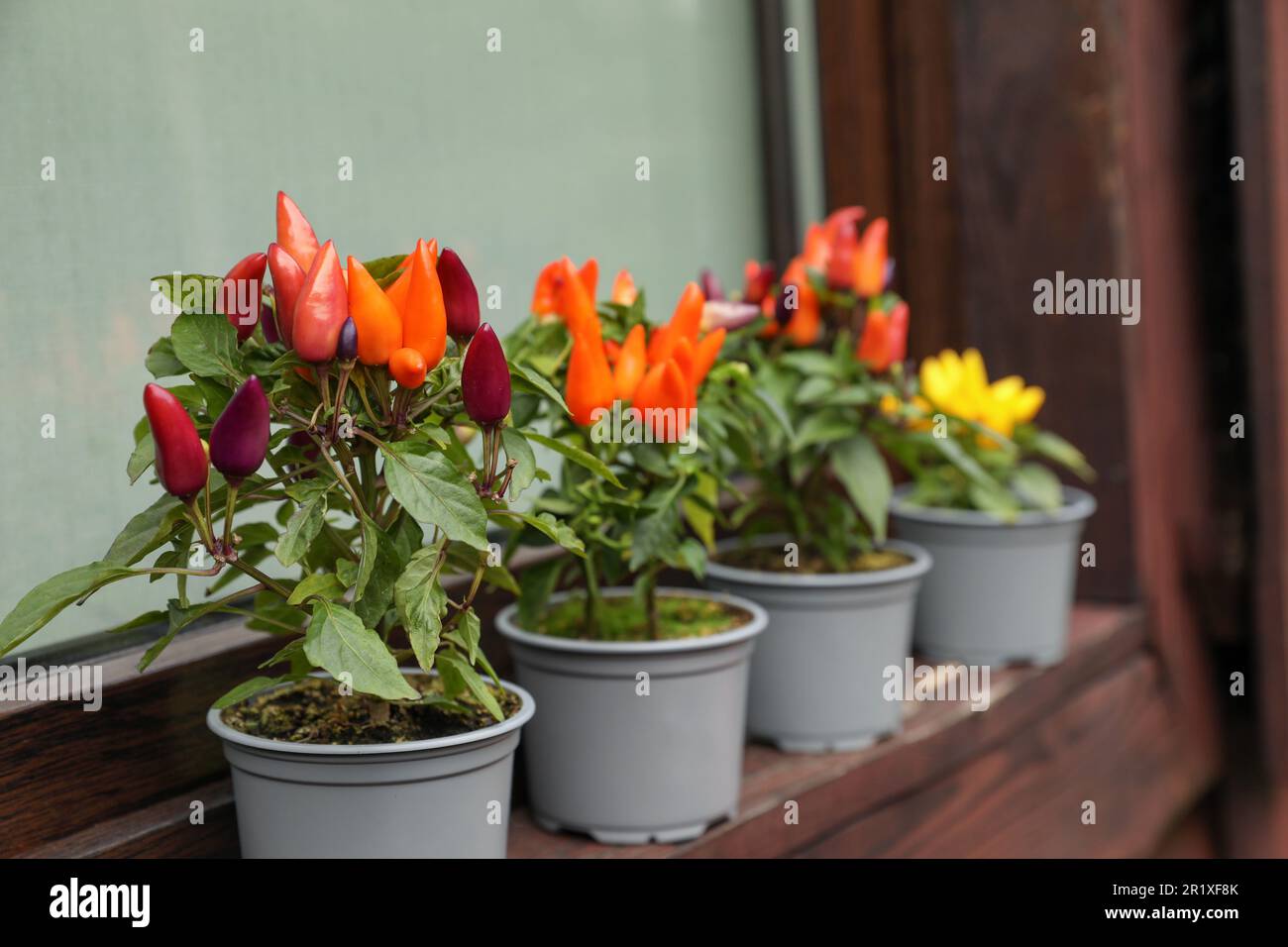 Capsicum Annuum plants. Potted rainbow multicolor and yellow chili ...