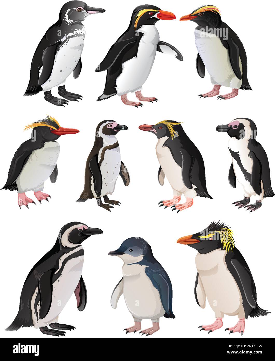 Cute rockhopper penguins Stock Vector Images - Alamy