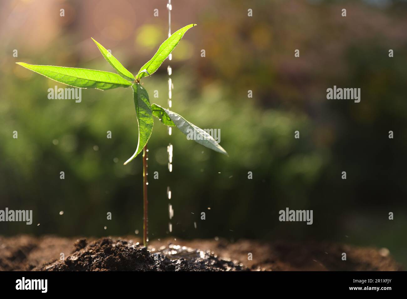 Watering young seedling outdoors, closeup. Planting tree Stock Photo ...
