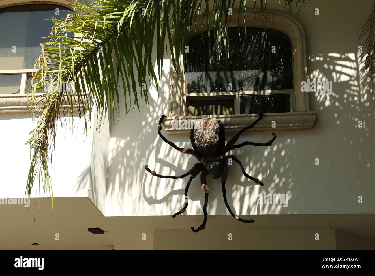 Big creepy spider hanging from window of apartment. Halloween decor ...