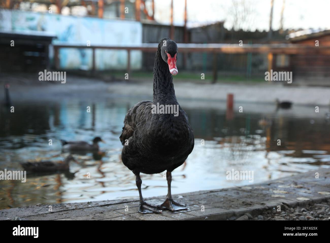Beautiful black swan inside of aviary in zoo Stock Photo - Alamy