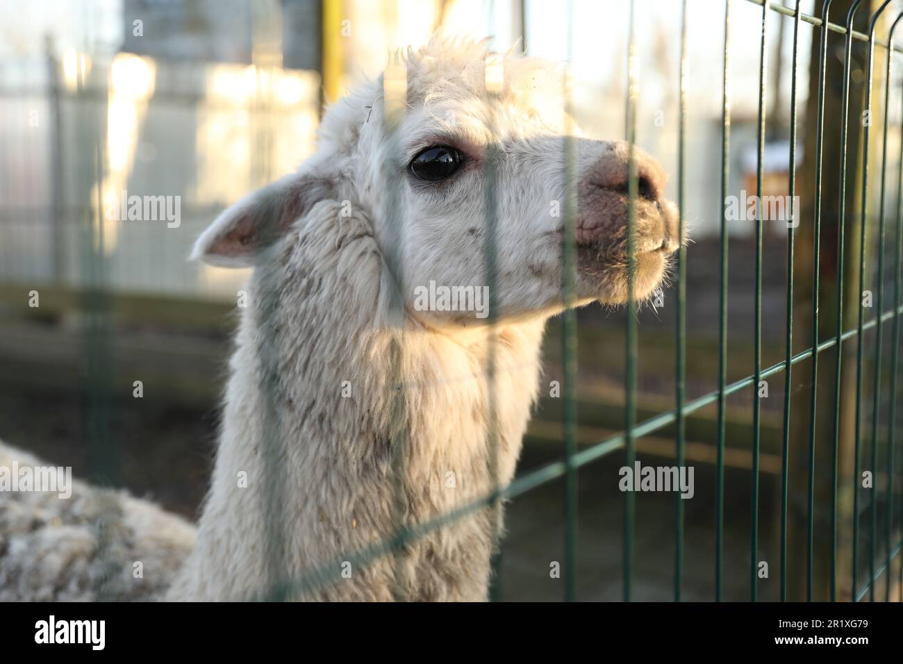 Beautiful Huacaya alpaca inside of paddock in zoo Stock Photo - Alamy