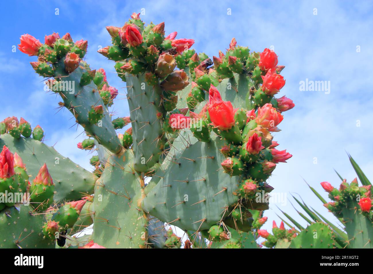 The photo was taken in the city park of Alanya. In the photo are red ...