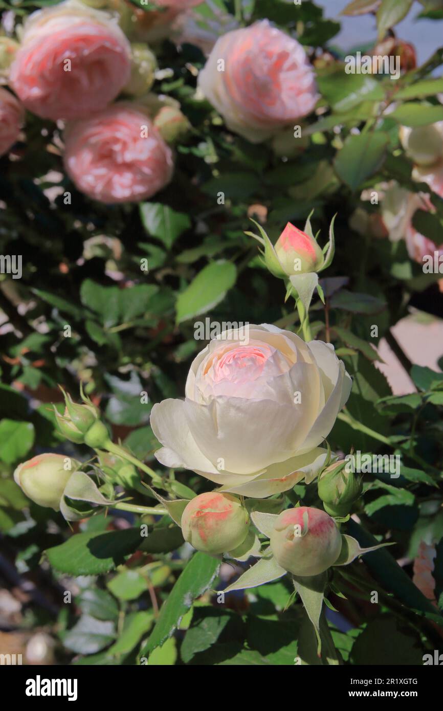 In the photo, a blooming rose of a delicate slightly pink color Stock ...