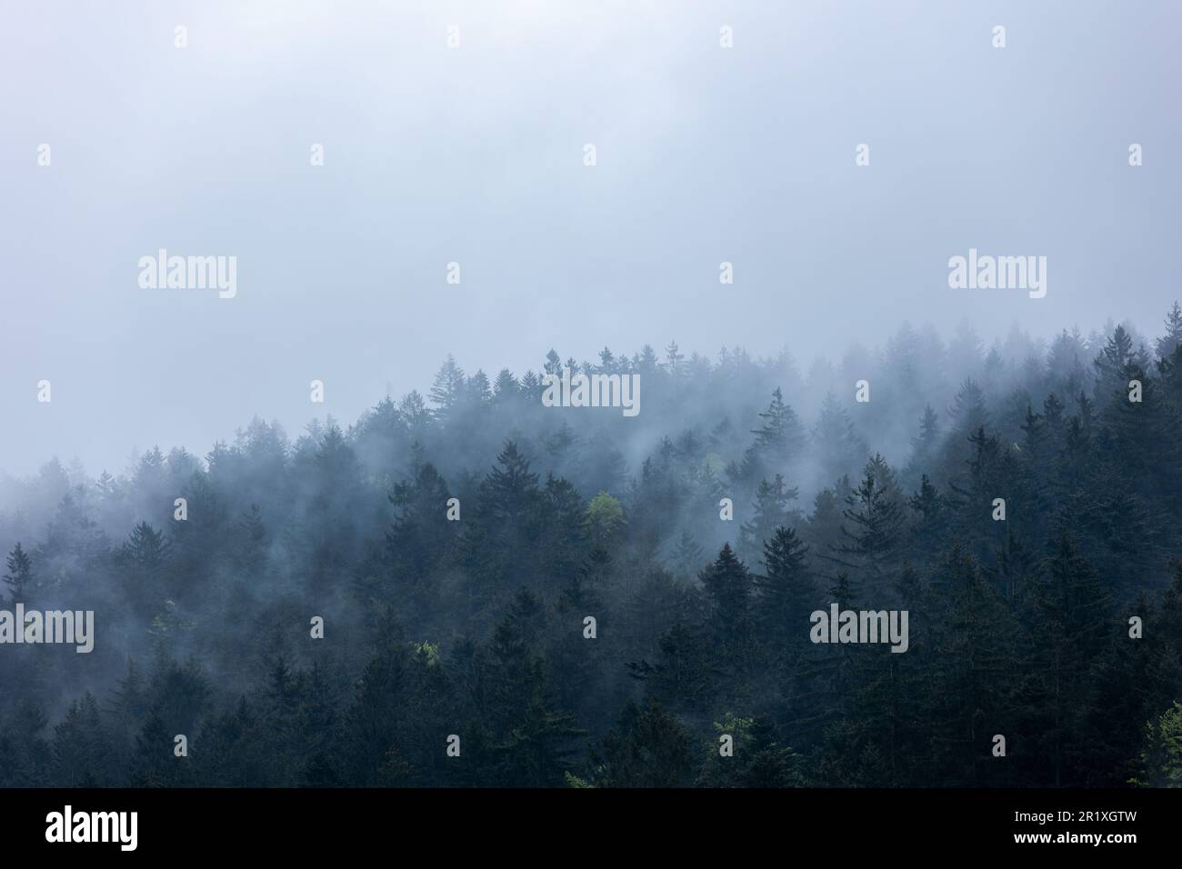 A picturesque view of a dense forest blanketed in a mysterious mist ...