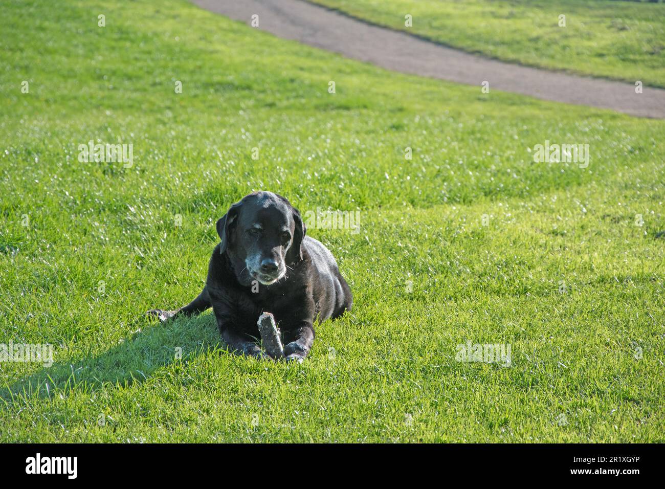 Black labrador on a field spring day Stock Photo - Alamy