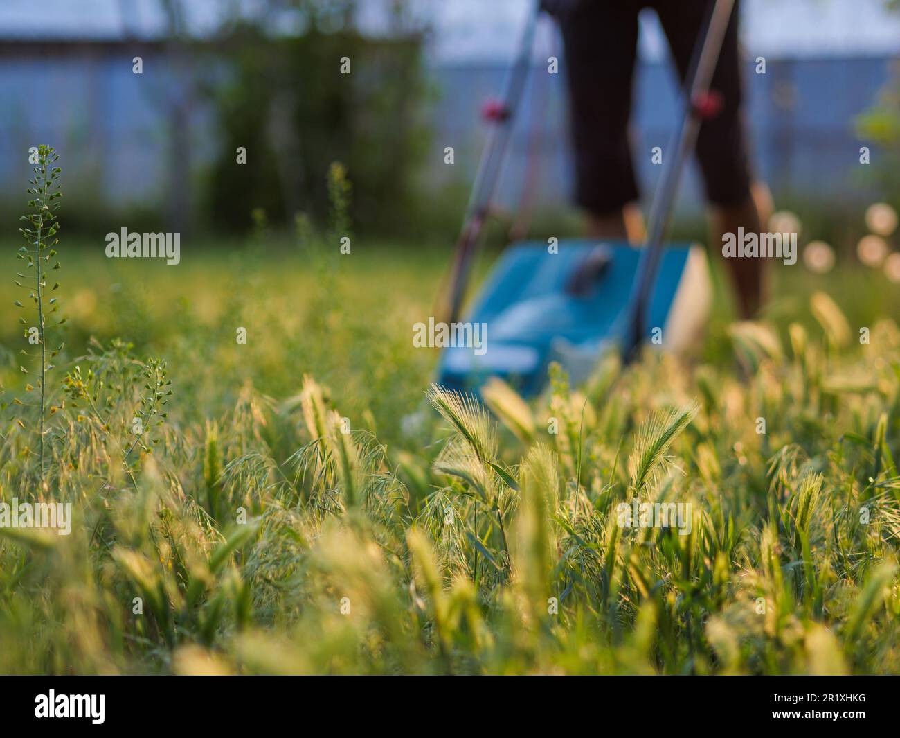 Lawn mower cutting green grass in backyard. Summer and spring season ...