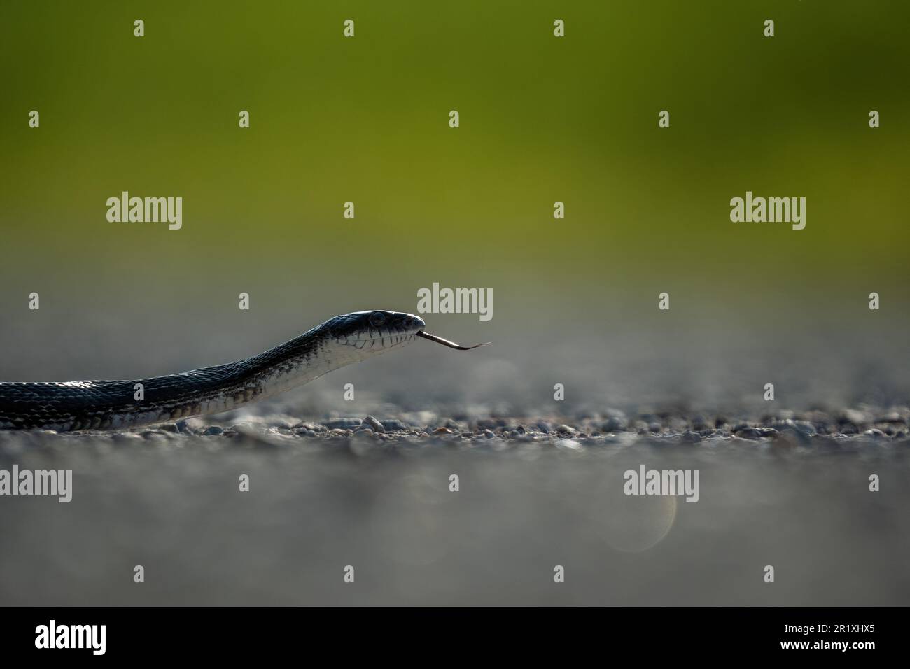A small black snake atop a pavement surface Stock Photo - Alamy