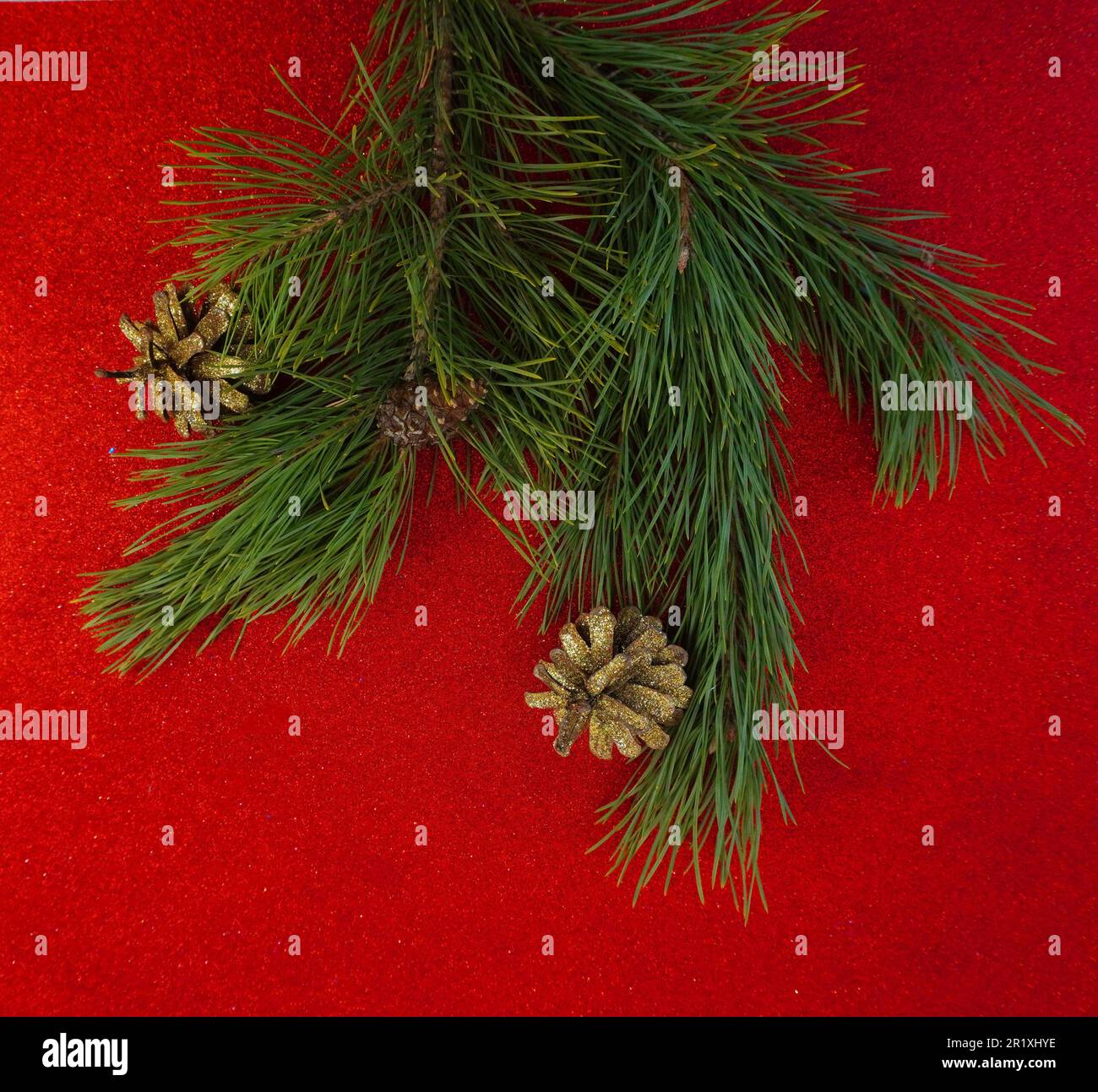 Christmas card on a red background Christmas tree sprig and balls Stock ...