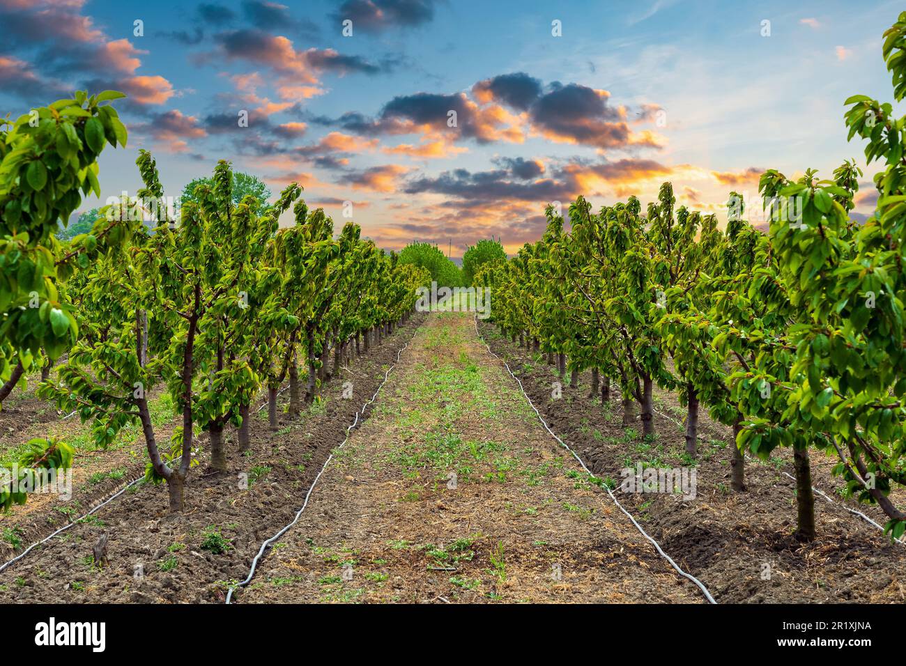 Fruit trees on a farm plantation Stock Photo - Alamy