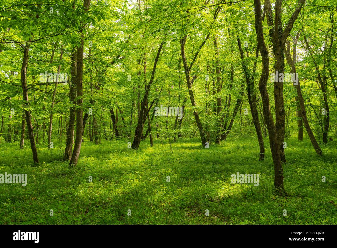 Green fresh mixed forest hi-res stock photography and images - Alamy