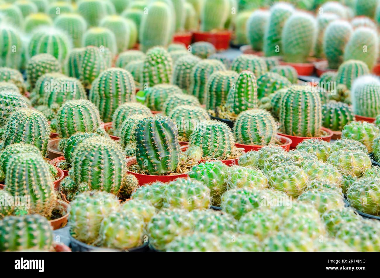 Plants of small cactus in floristeria, nature and decoration Stock Photo - Alamy
