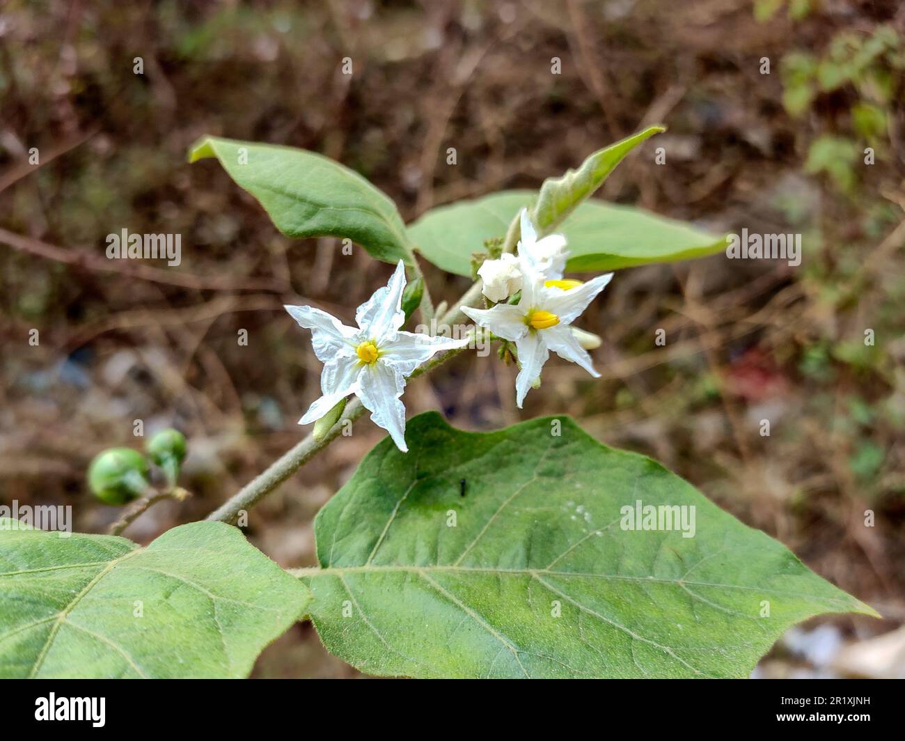 A beautiful flower on the Turkey Berry plant Stock Photo - Alamy