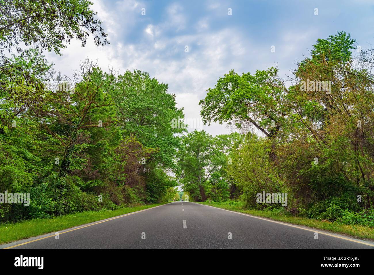 Wide asphalt road between dense green trees Stock Photo - Alamy