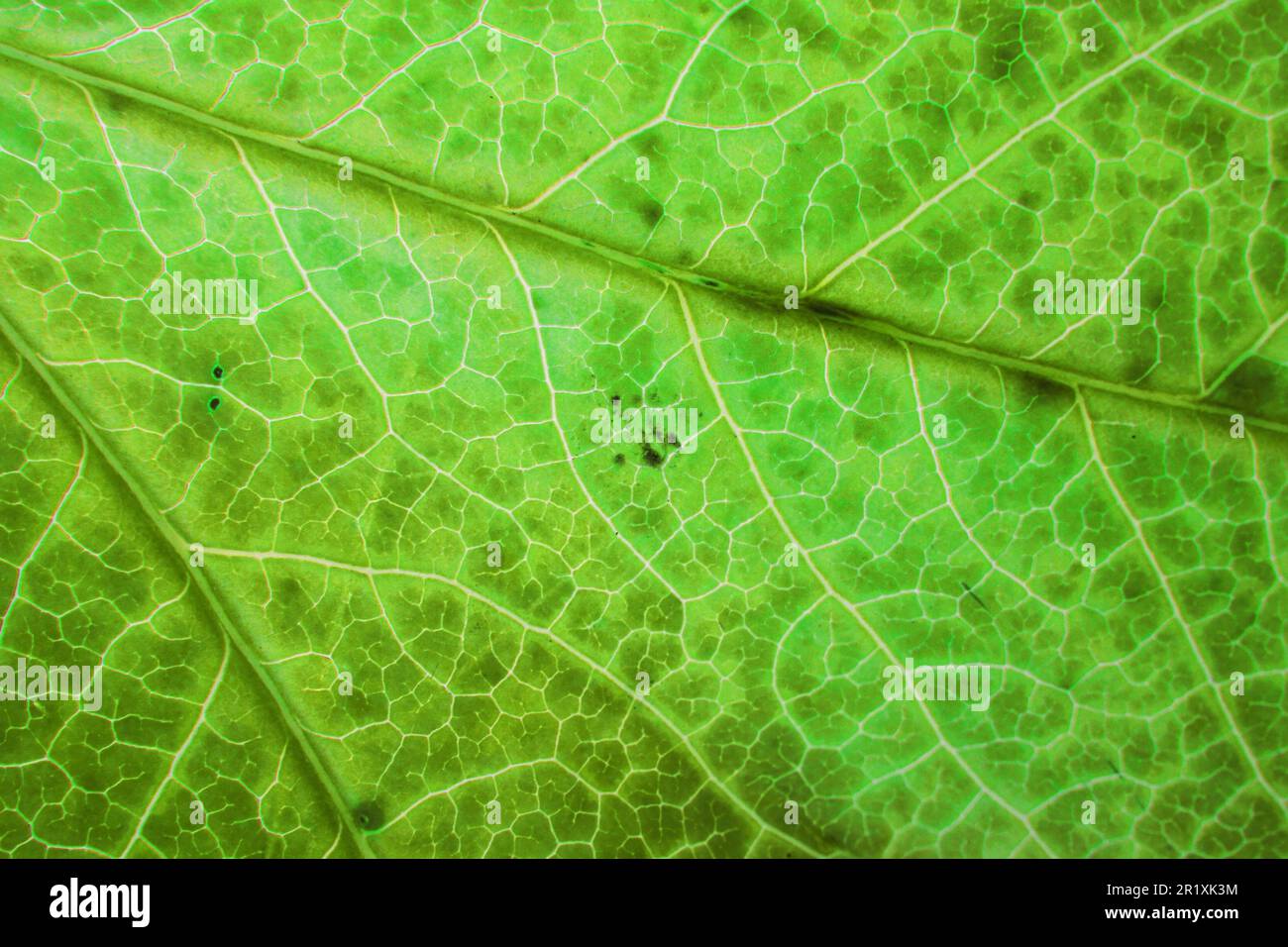 green leaf texture as nice natural background Stock Photo - Alamy