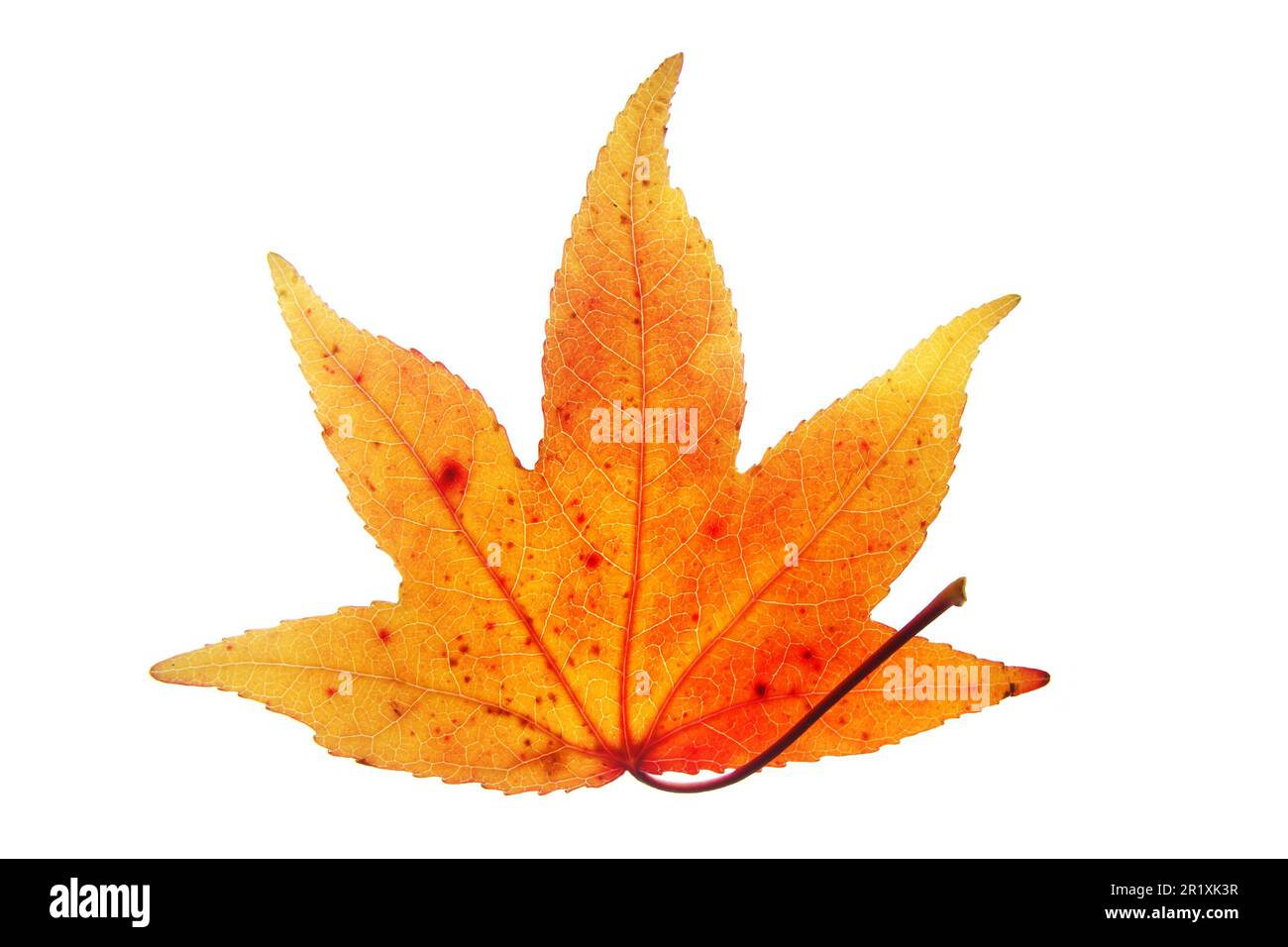autumn orange leaf isolated on the white background Stock Photo - Alamy autumn orange leaf isolated on the white background Stock Photo - Alamy