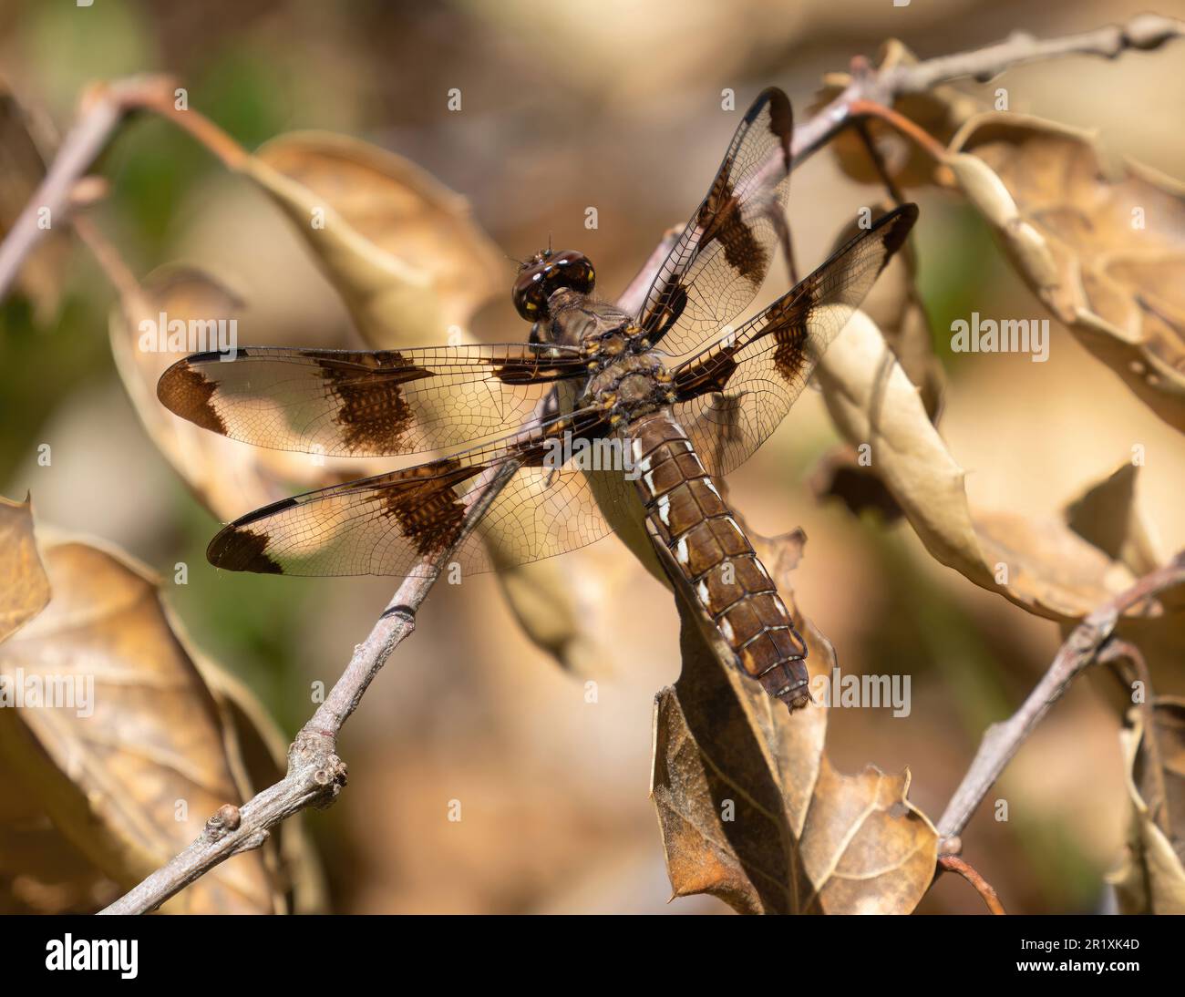 Common whitetail dragonfly adult female resting. Arastradero Preserve ...