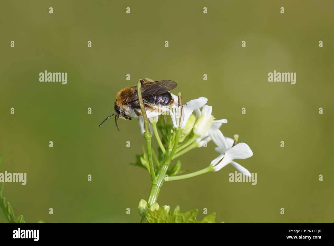 Close up female Early Mining Bee, Orange-tailed Mining Bee, Andrena ...