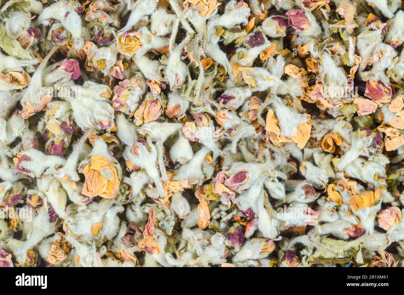 Flower tea. Dried of apple blossom textured Stock Photo - Alamy