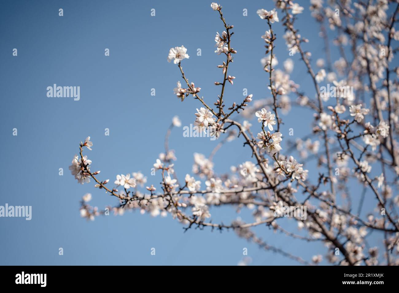 A beautiful flowering tree in the garden Stock Photo - Alamy