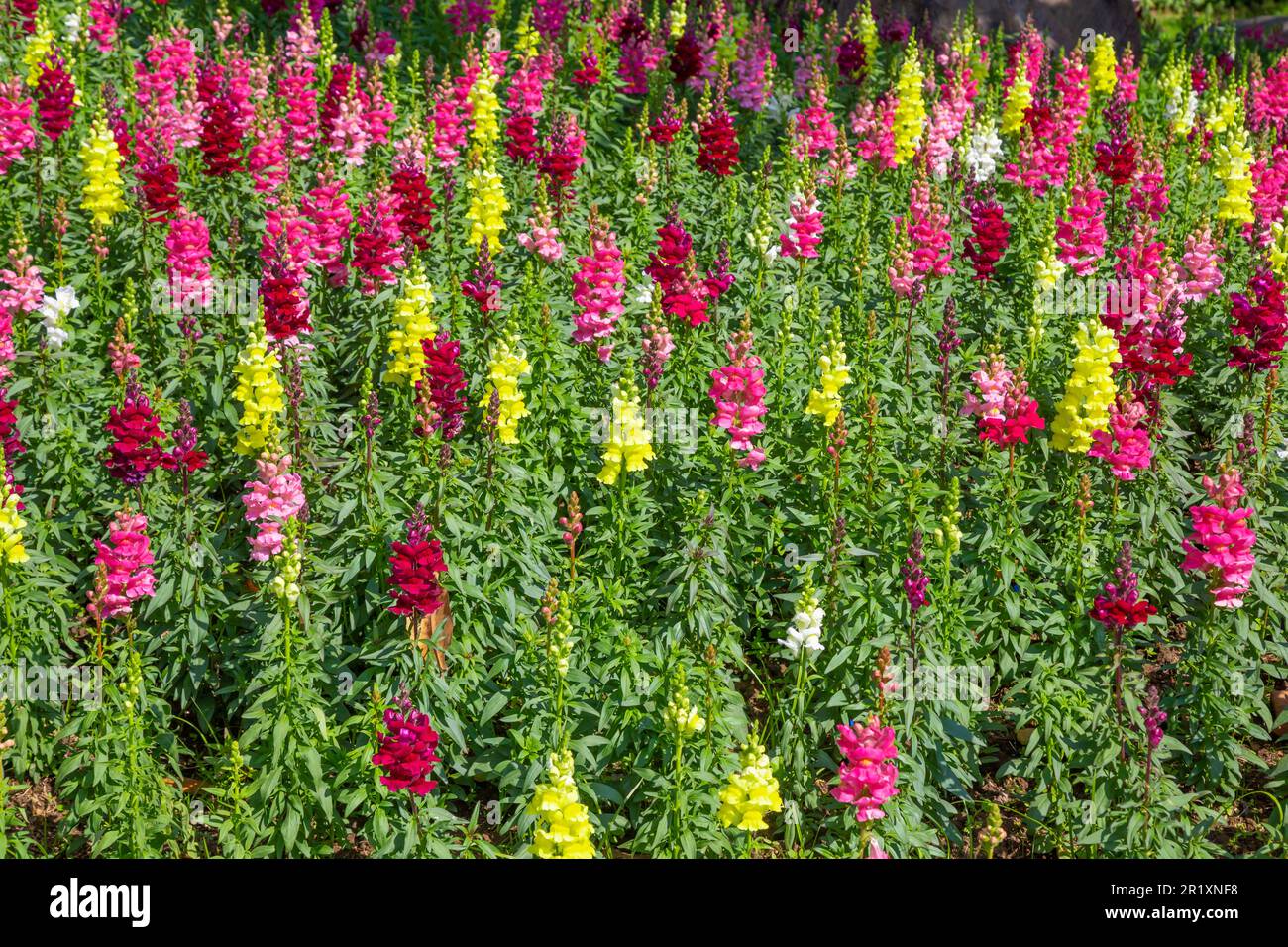 Colorful snapdragon flowers in a garden Stock Photo - Alamy