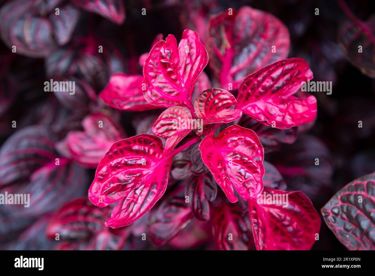 Top view of Iresine flowers or Bloodleaf plant growing in the garden ...