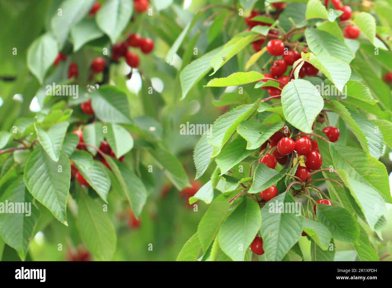 cherries tree with fruits as nice natural background Stock Photo - Alamy