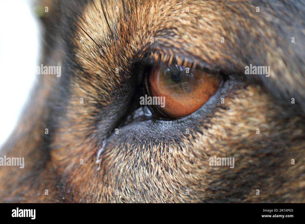 dog eye detail as nice animal detail Stock Photo - Alamy