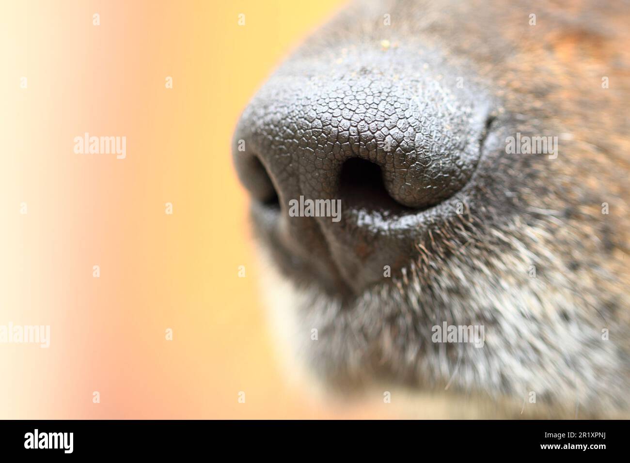 detail of dog nose as nice animal background Stock Photo - Alamy