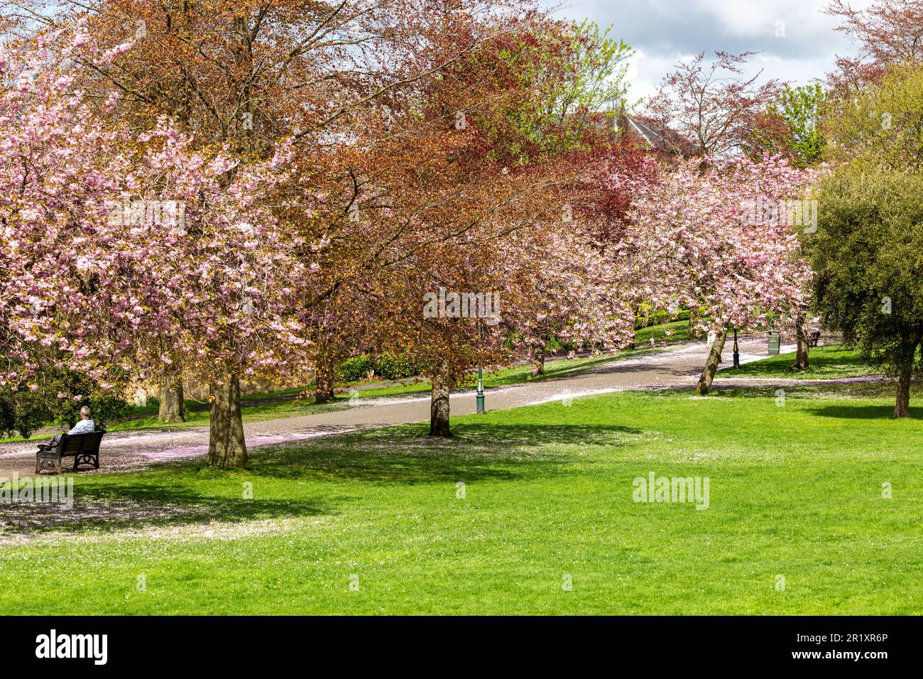 Spring cherry blossom in Pittencrieff park ,Dunfermline, Fife, Scotland ...