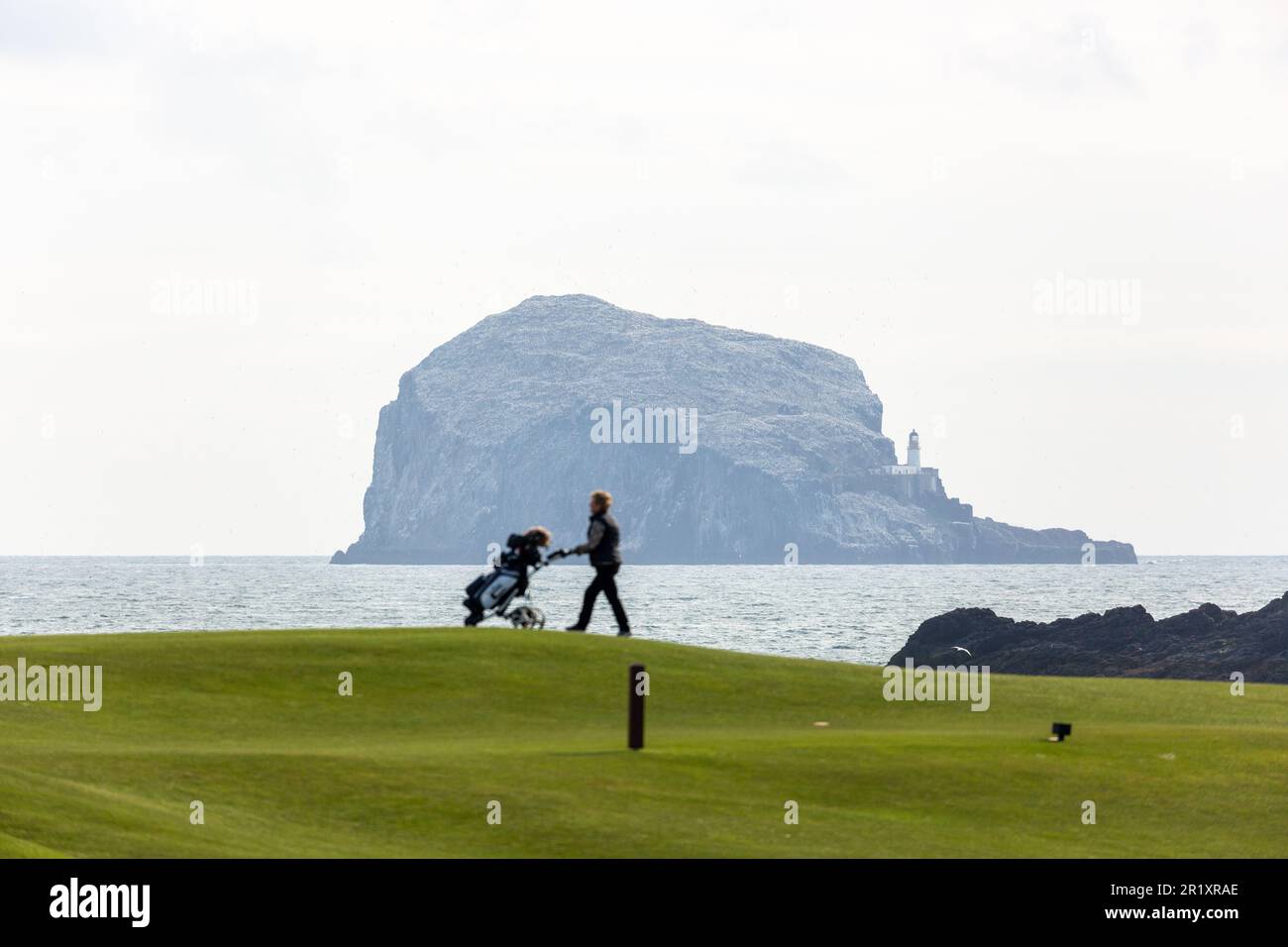 A golfer walking on North Berwick Golf Course with Bass Rock in the ...