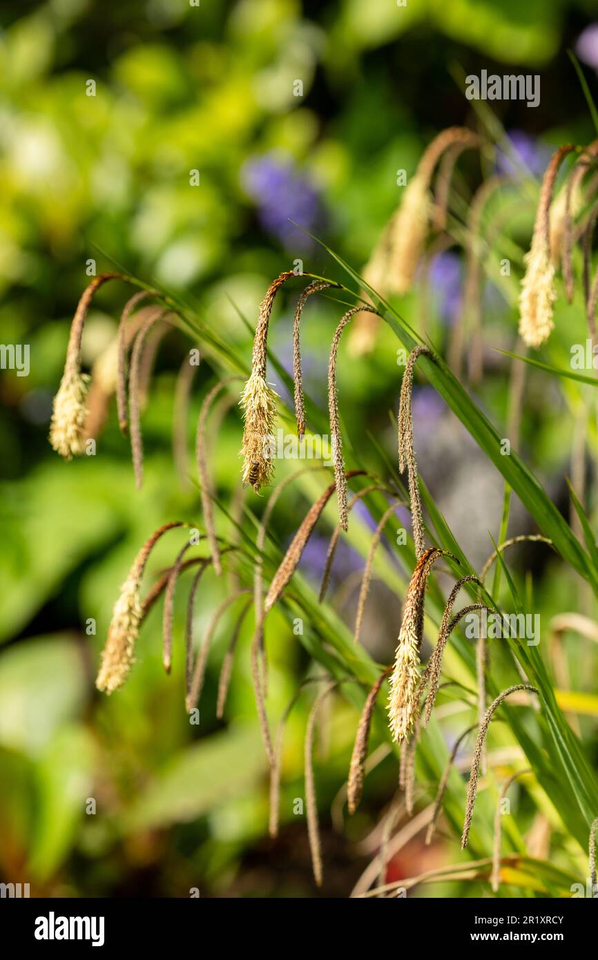 Carex pendula is a large sedge of the genus Carex. It occurs in ...