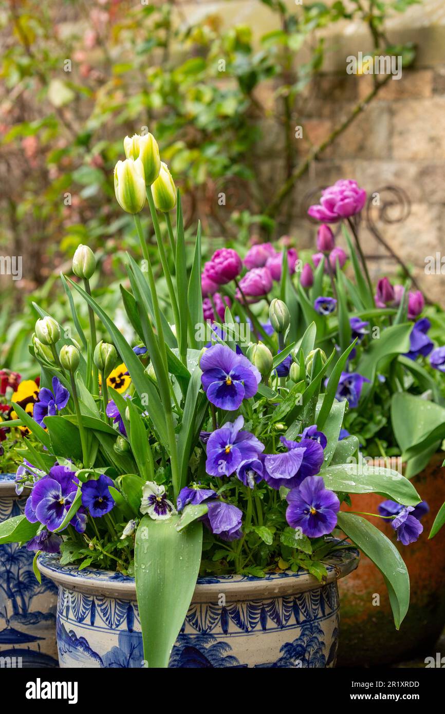 Tulips in container hi-res stock photography and images - Alamy