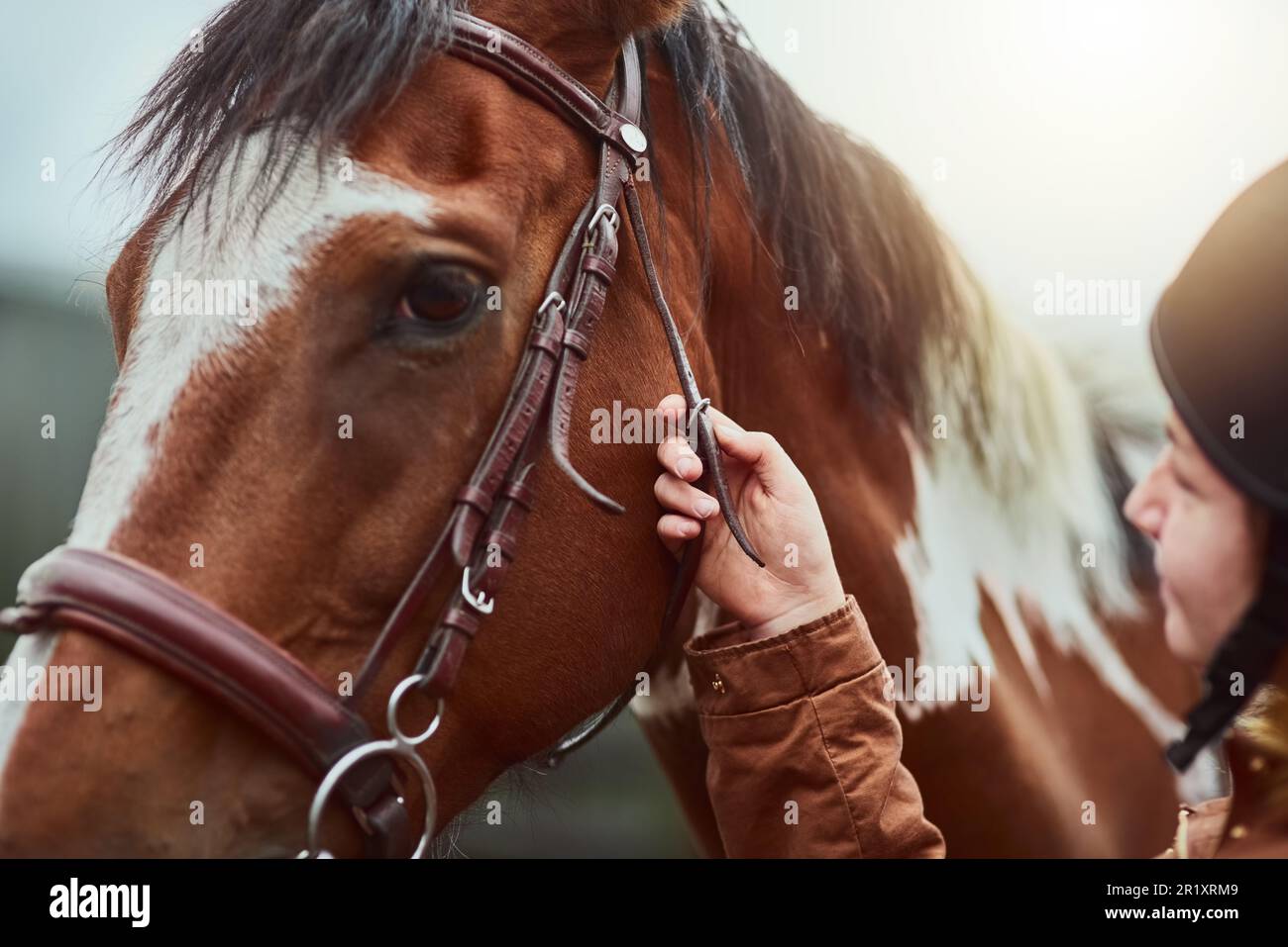 Horse, prepare and face of a racing animal outdoor with woman hand ...