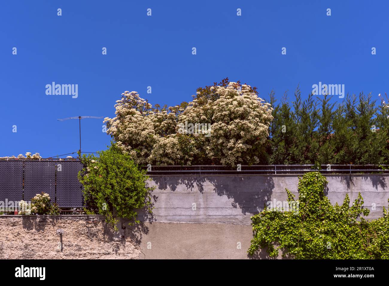 A concrete wall with a metal railing covered with flowering and ...