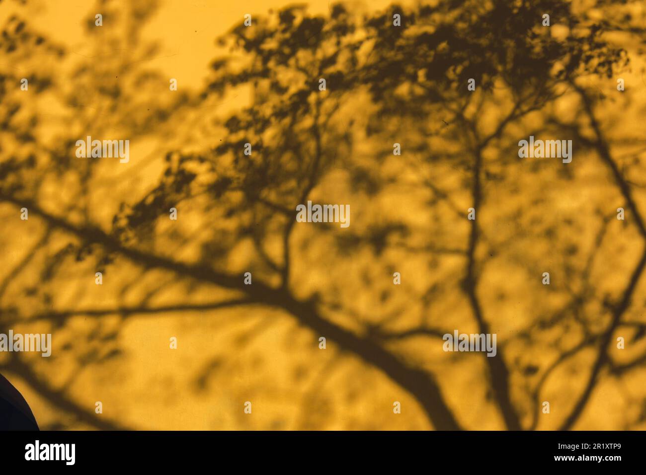 Reflection and shadow of tree in yellow wall. Abstract autumnal leaves ...