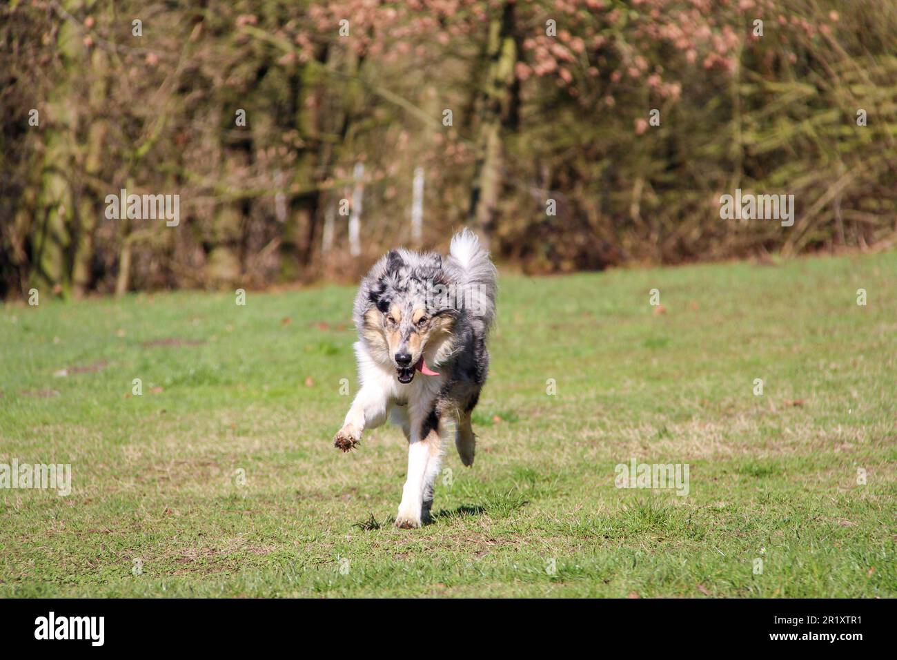 A beautiful fluffy dog running through a lush, green grassy meadow with ...