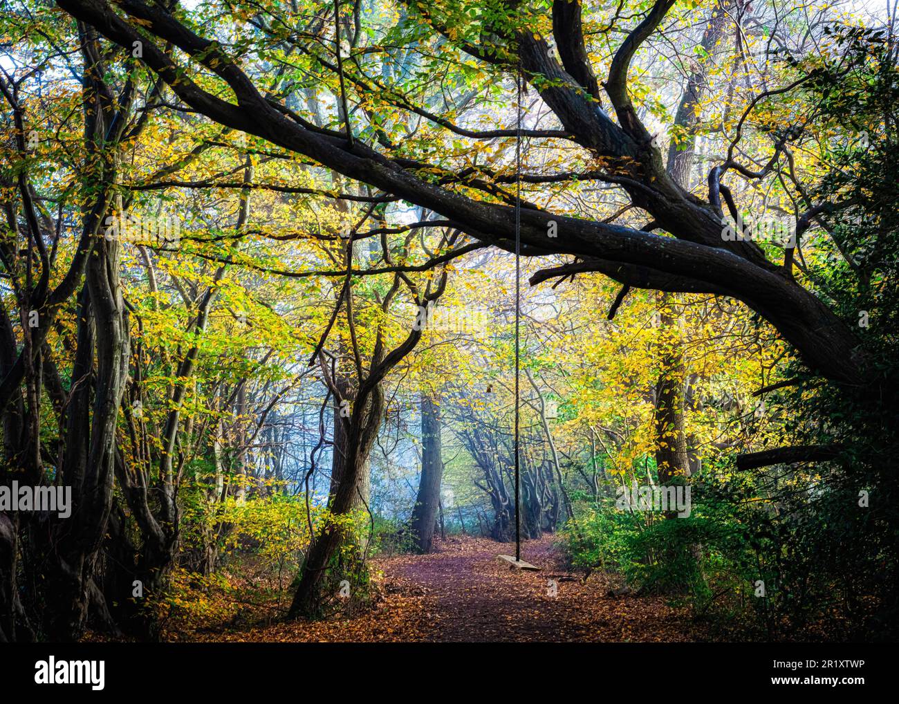 A children’s woodland swing in woods on a sunny morning Stock Photo - Alamy