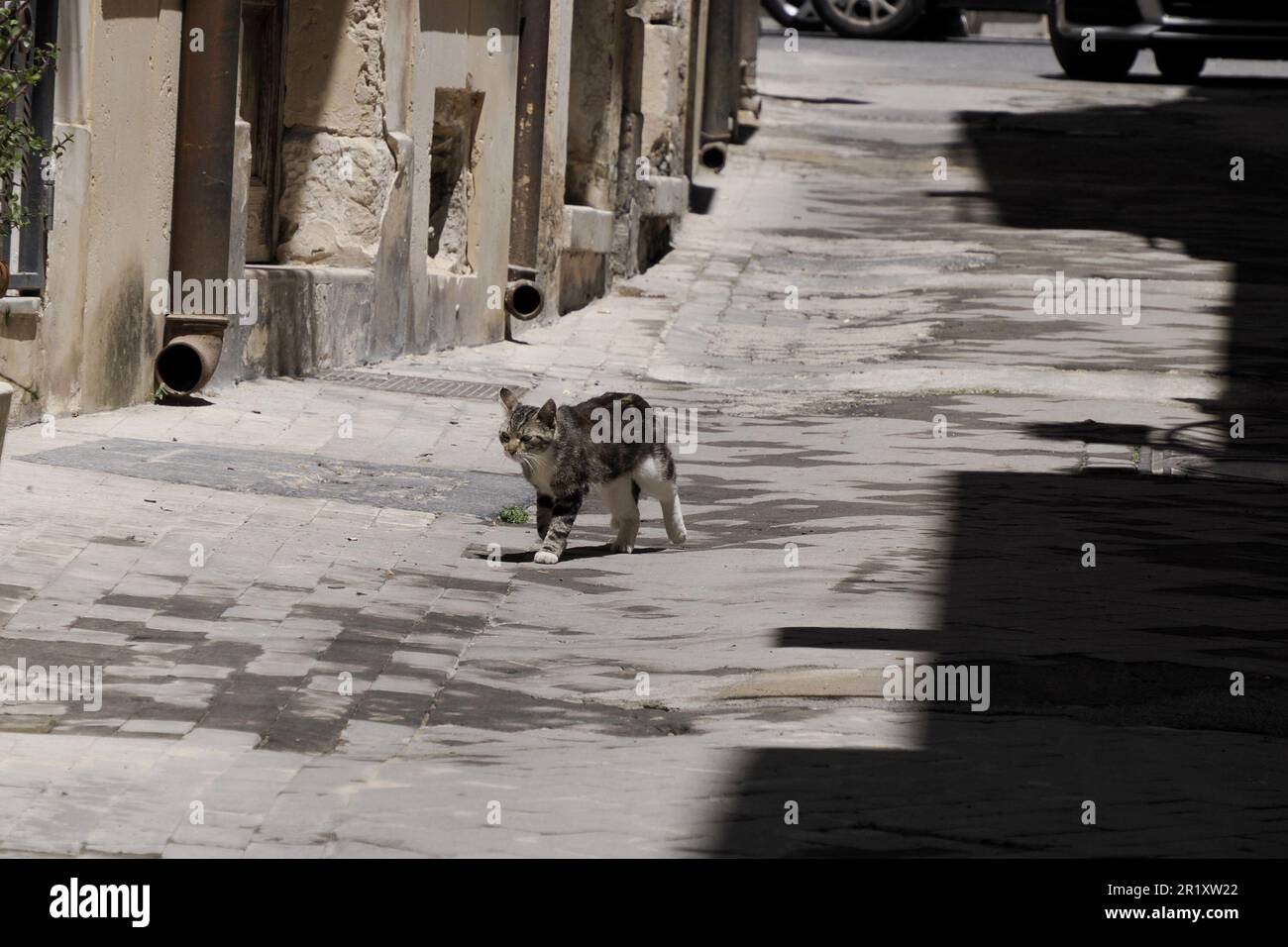 cat in ortigia syracuse old buildings street view on sunny day Sicily ...