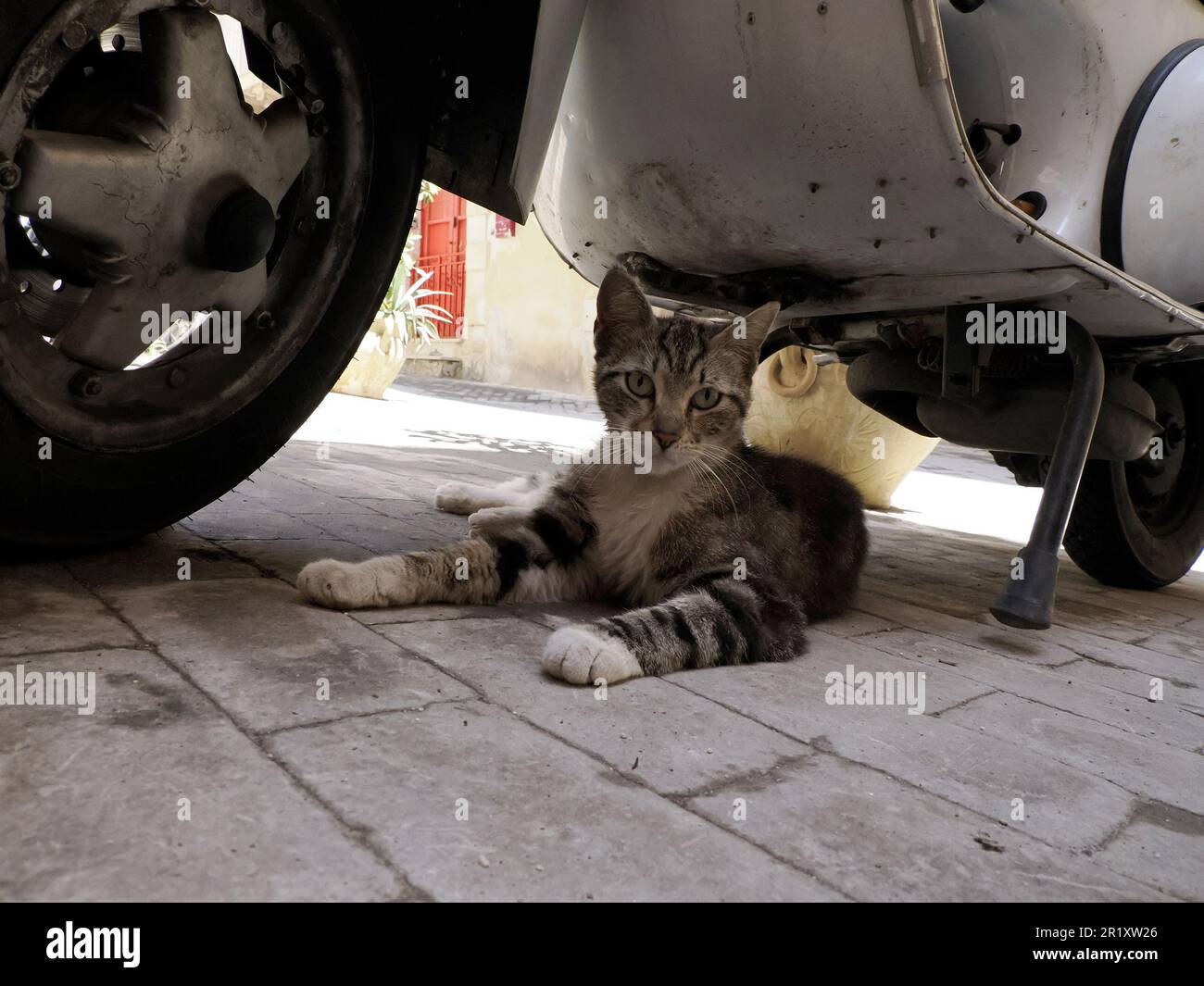 Sicily kitten hi-res stock photography and images - Alamy