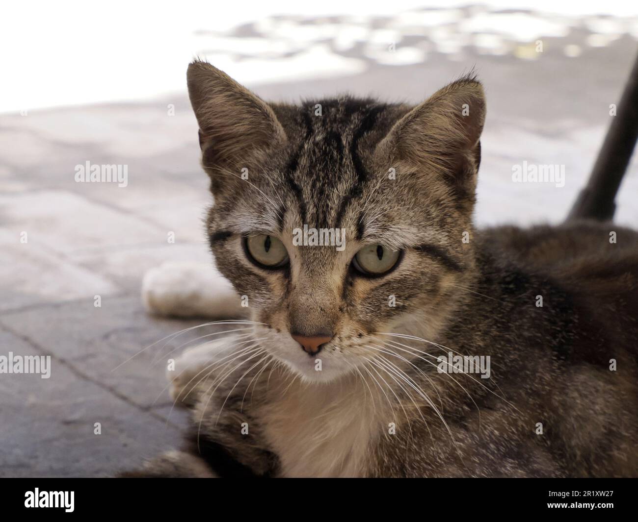 cat in ortigia syracuse old buildings street view on sunny day Sicily ...