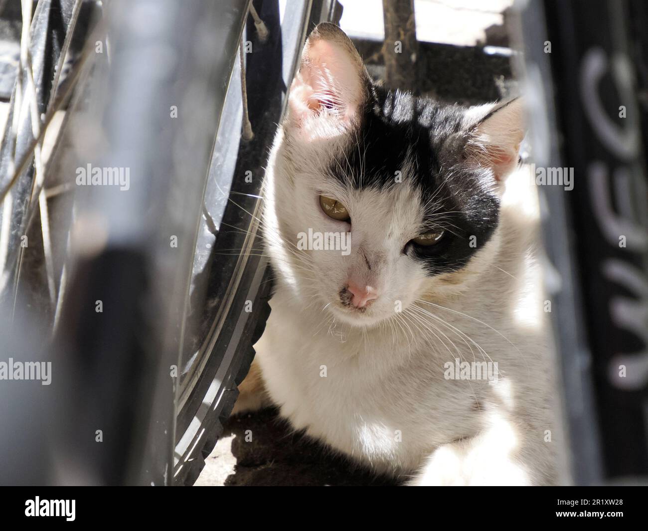 cat in ortigia syracuse old buildings street view on sunny day Sicily ...