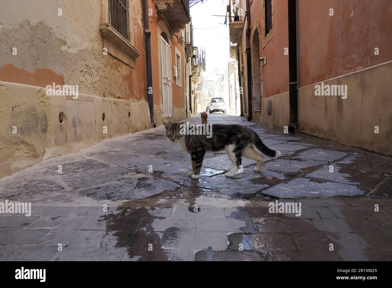 cat in ortigia syracuse old buildings street view on sunny day Sicily ...