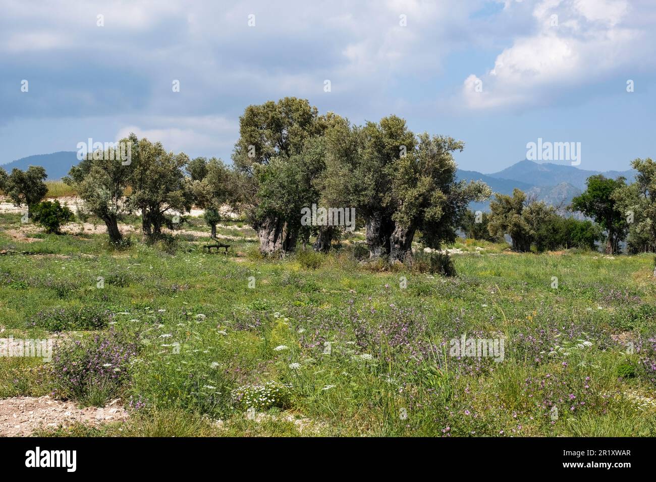 Olive grove in Vretsia abandoned village, Republic of Cyprus. The ...
