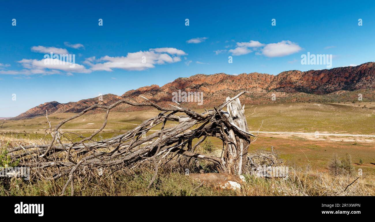 A scenic view of a dry, weathered tree log lying on the ground in an ...
