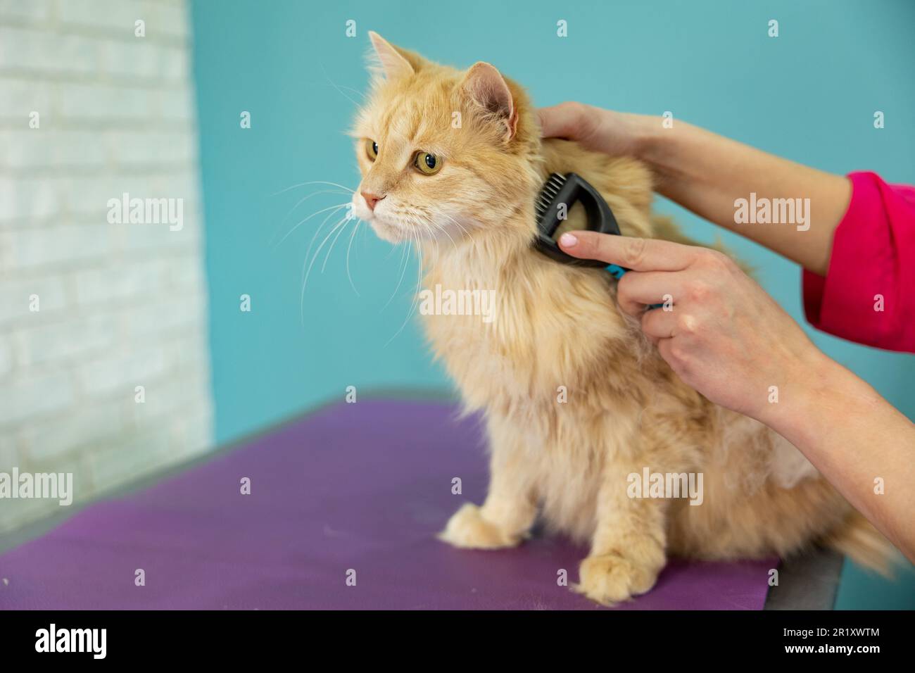 Orange cat had a disgruntled expression and wanted to flee as it was ...