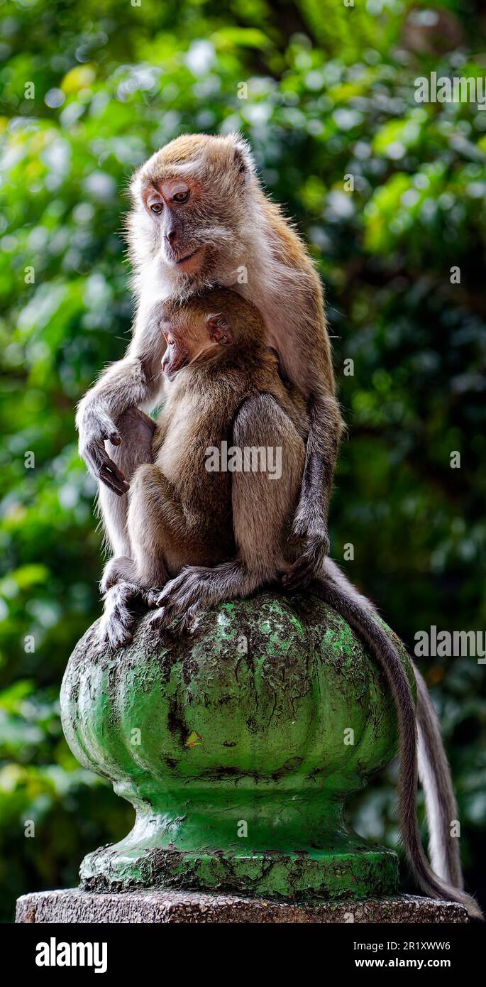A vertical of a monkey with its baby sitting on a fence post Stock ...