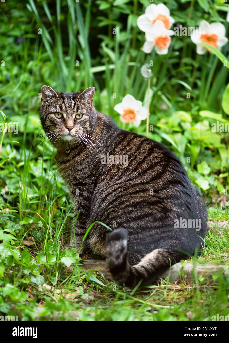 Cute tabby cat sitting on a step in a country cottage spring garden ...