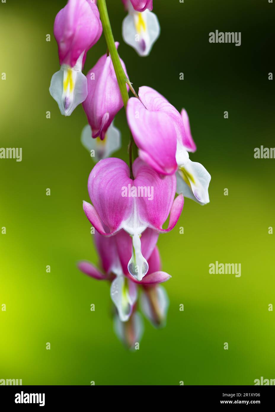 Delicate bleeding heart flower on blurry green background (Lamprocapnos ...